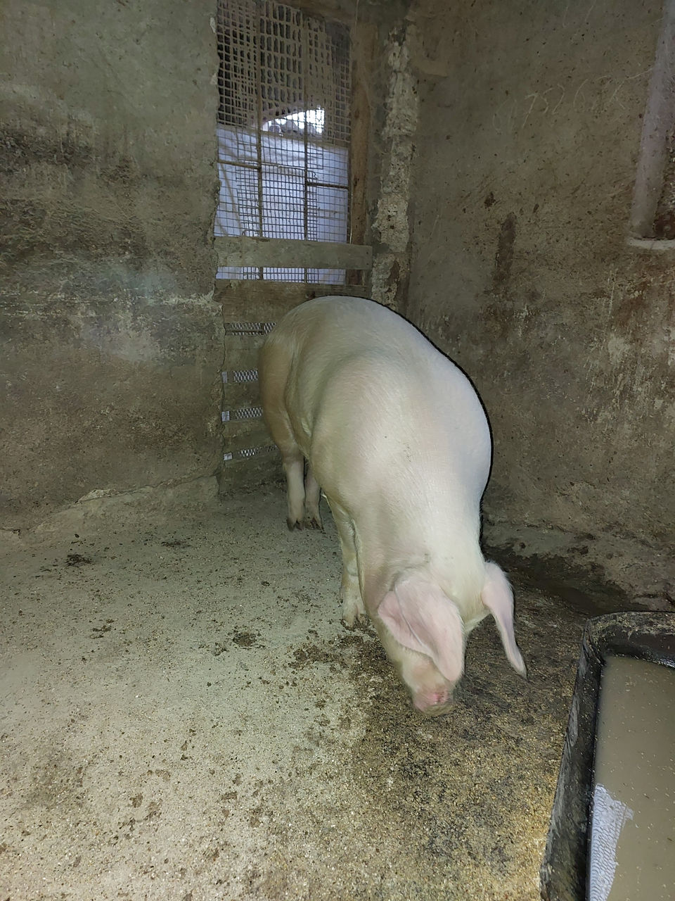 Vînd porc de tăiat!