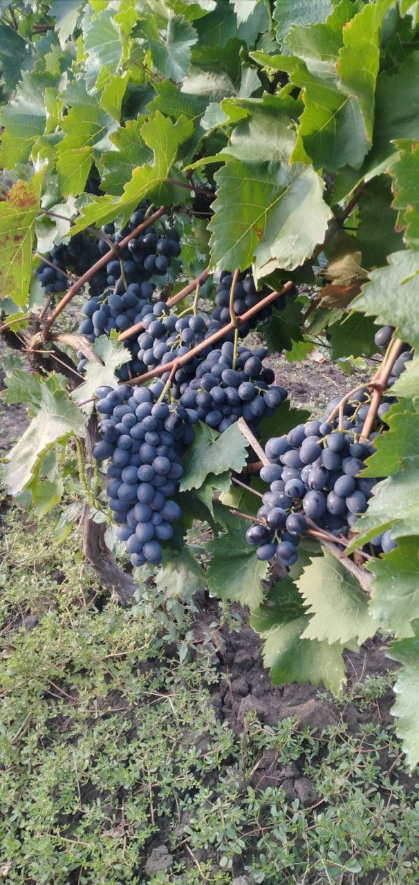 Poama Moldova