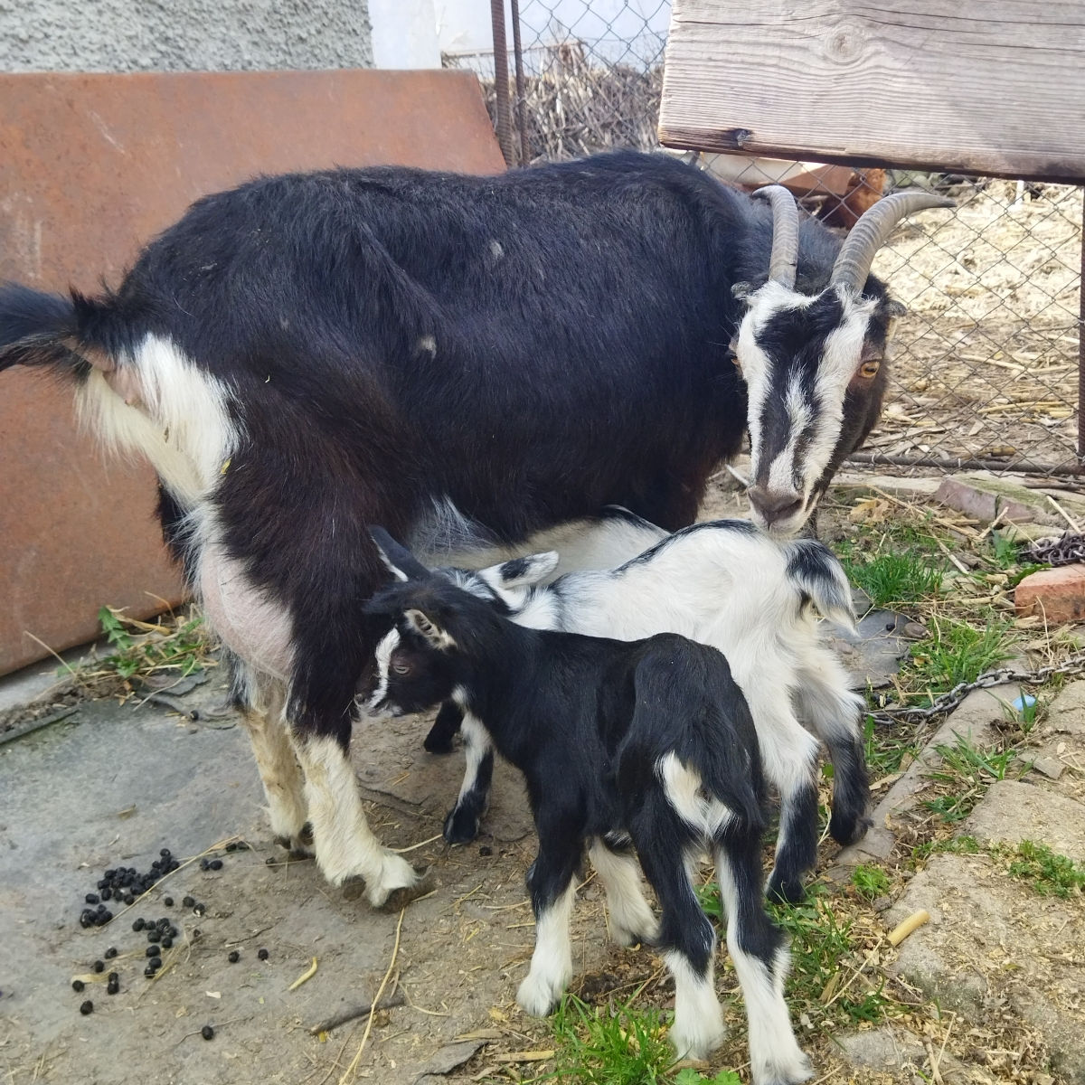 Vind capre cu trei ezi