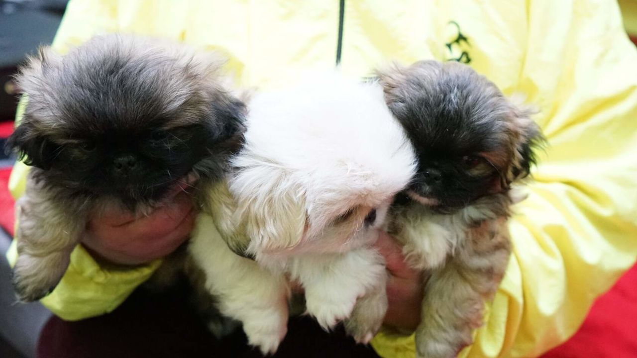 Pechinez imperiali jucausi, sănătosi Aduc şi La Comandă în Toată Moldova