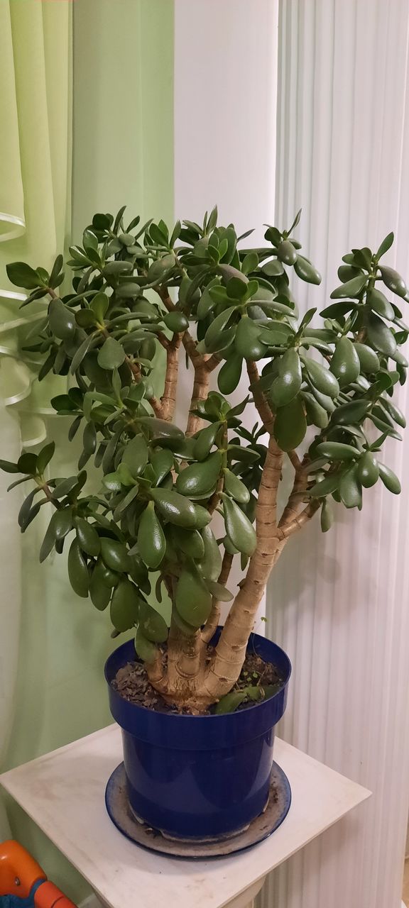 Floarea Banului. Aduce noroc si bani...