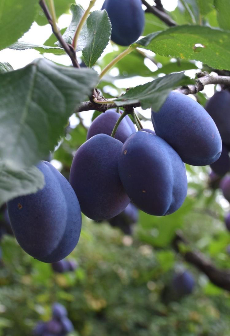Prune uscate cu sâmburi și fără sâmburi de la producator