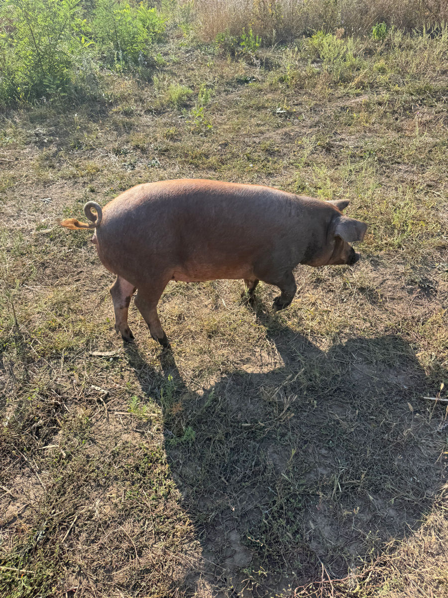 Vind porci de carne durok si pietrean cu landrace,au aproximativ 90-100 kg