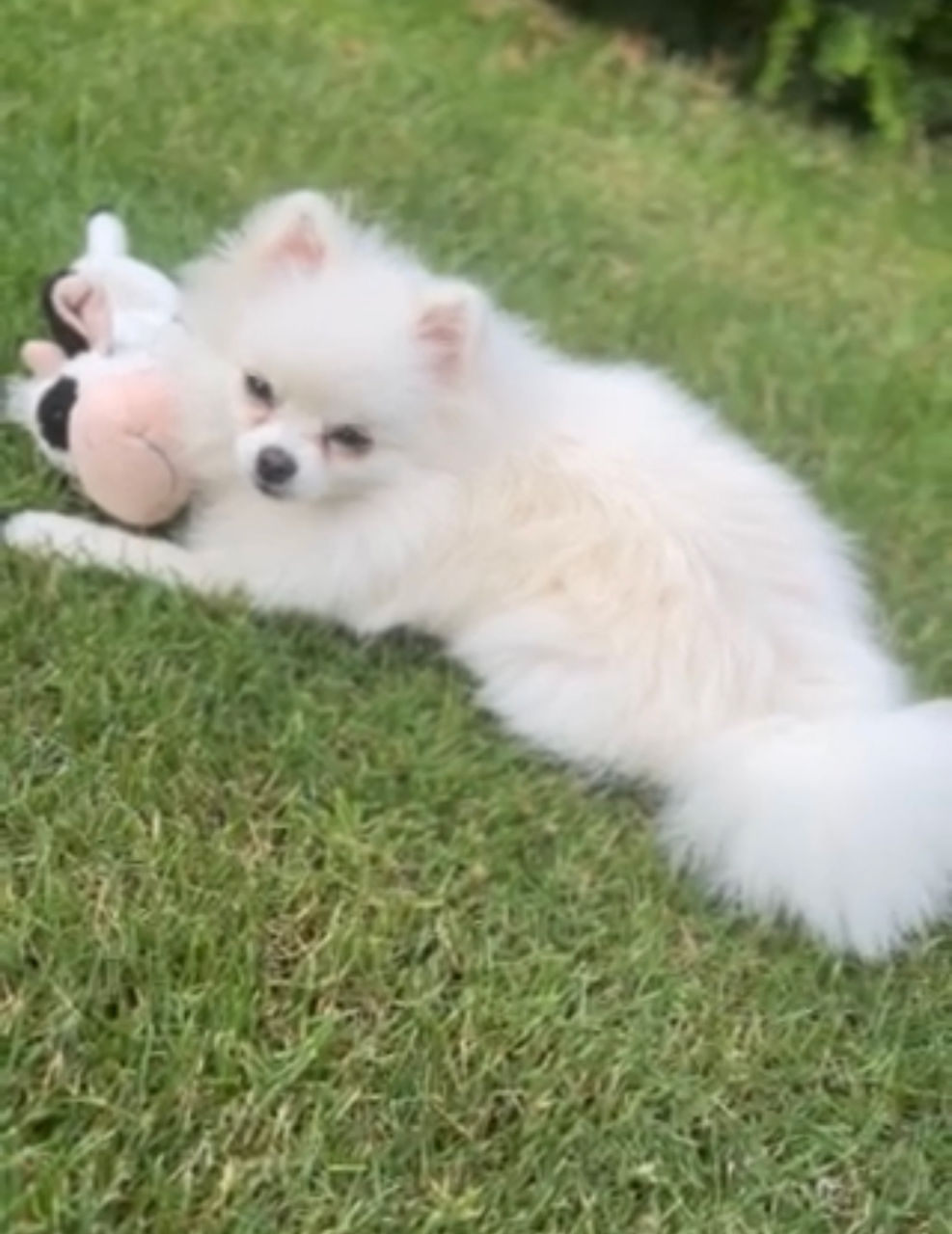 Spitz pomeranian german