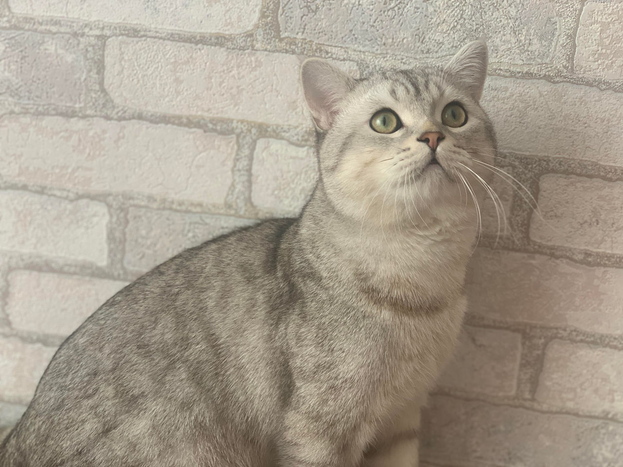 Scottish straight silver chinchilla