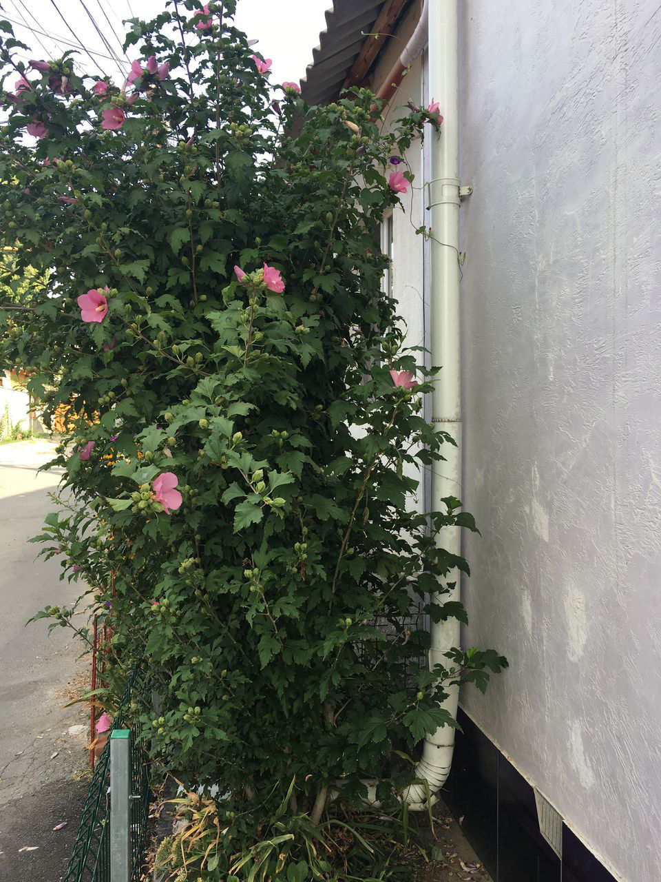 Copac, care înflorește foarte frumos, nu este pretențios, este foarte ...