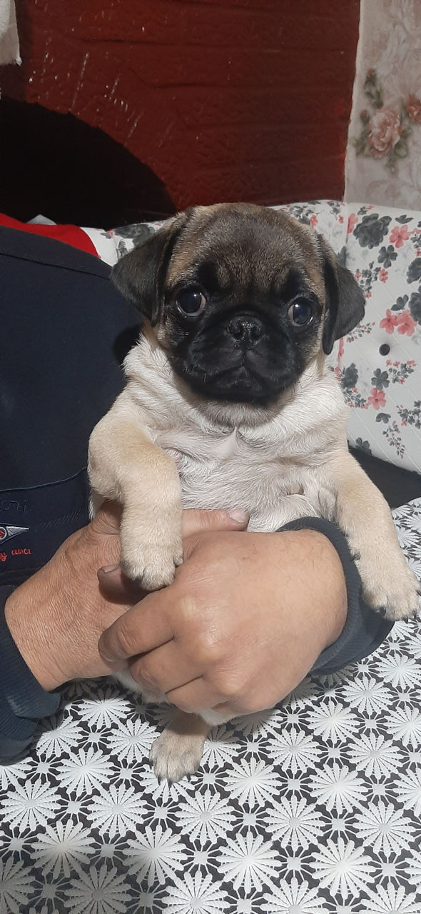 Caine mops de vanzare..