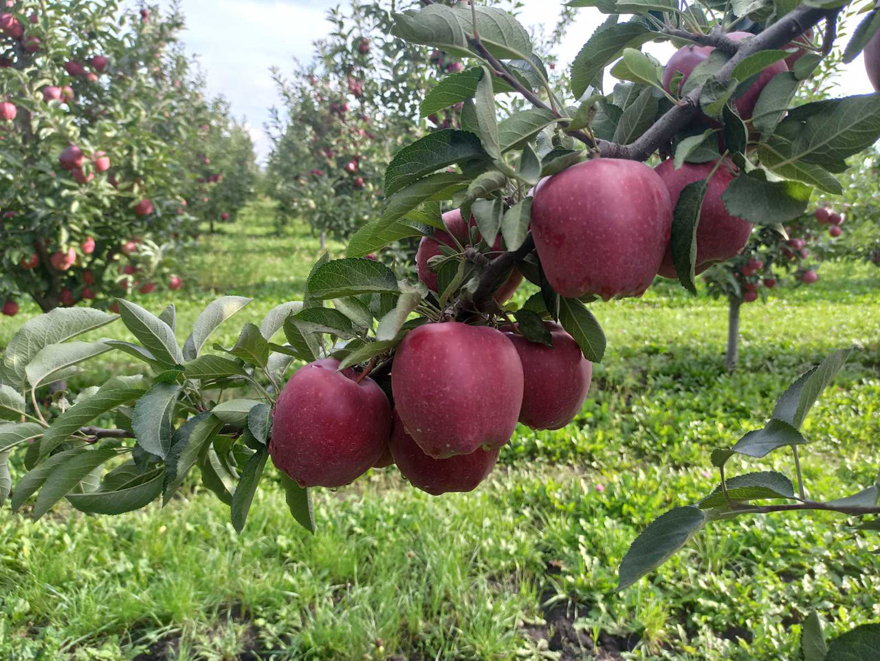Mere Starchimson(RedStar),Cempion,Florina.