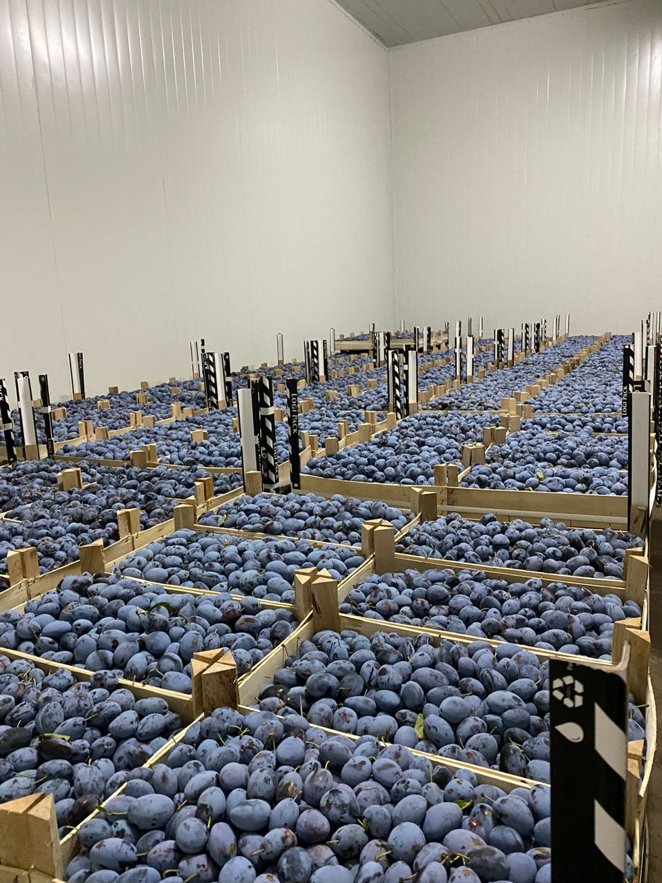 Cumpărăm Prune din frigider