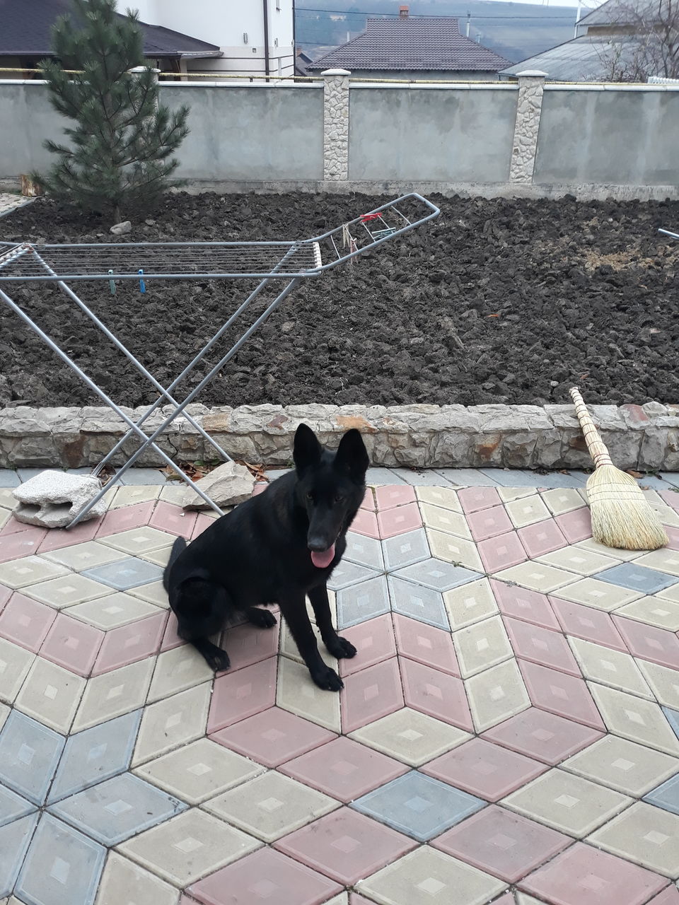 Ciine Lup Canadian овчарка