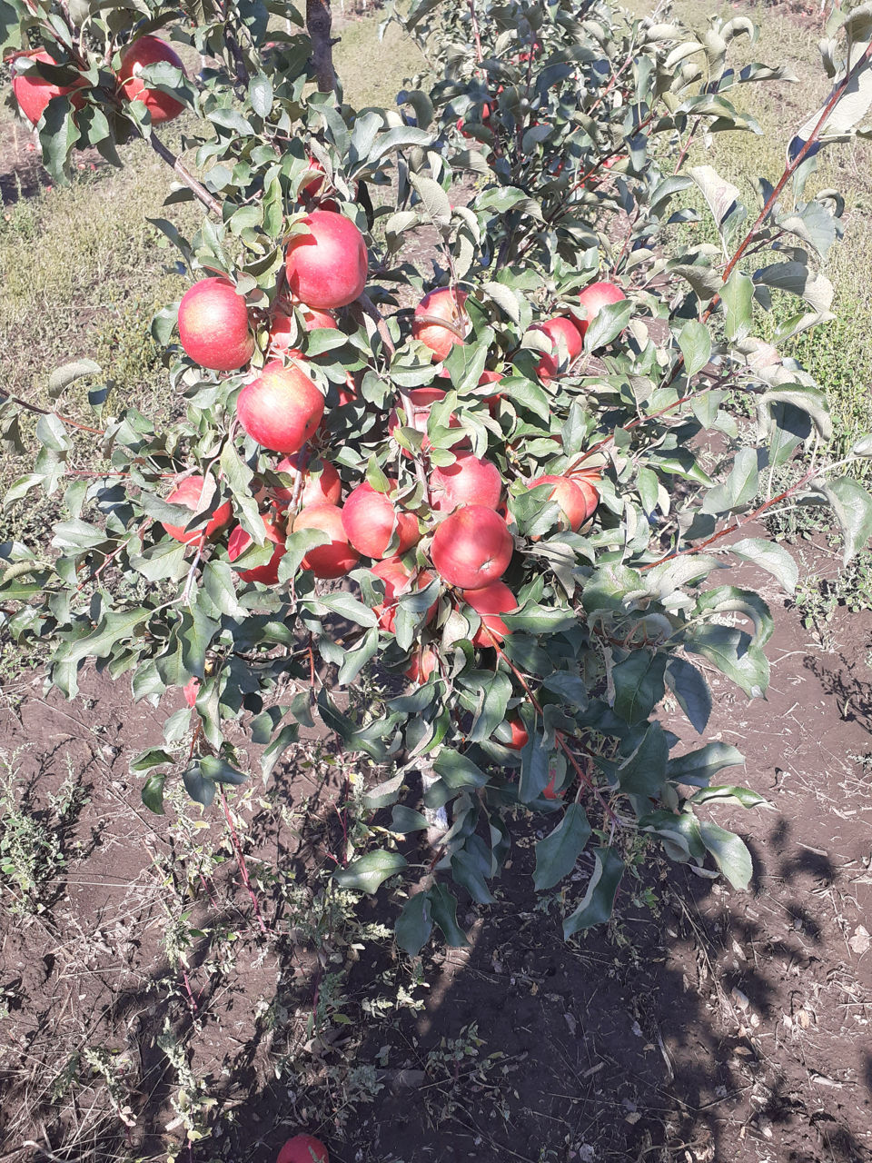 Vind mere:cempion s aldaret malinovii