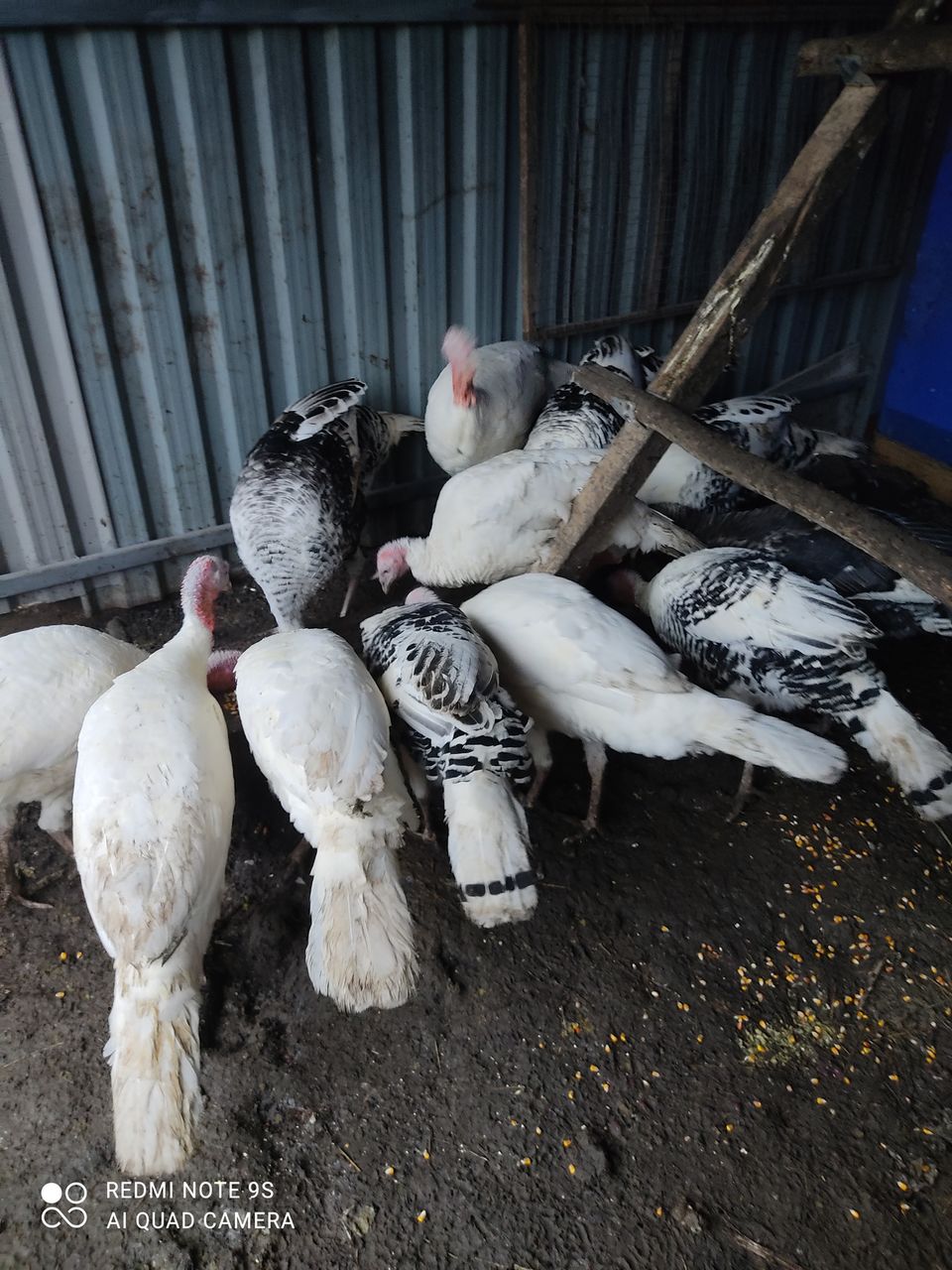 Vind curci si curcani