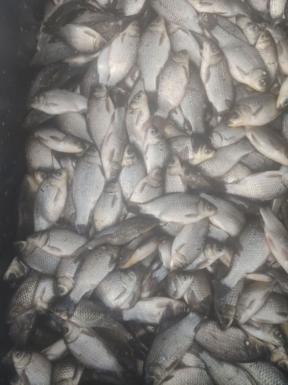 vind caras salbatic.