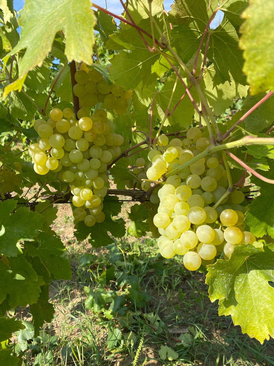 Struguri Alb de suruceni -galbeni