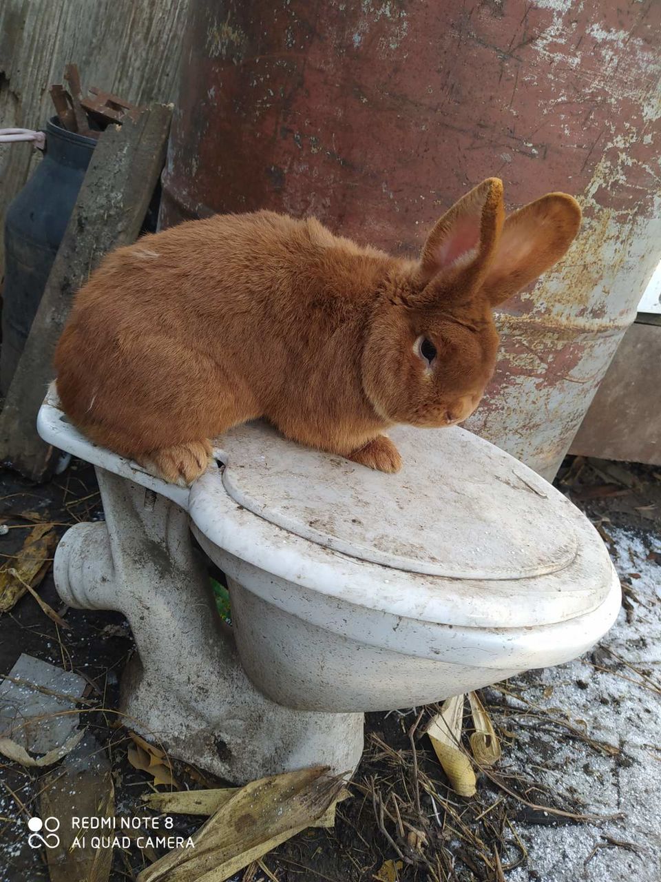 Vind mascul neolangez sau schimb