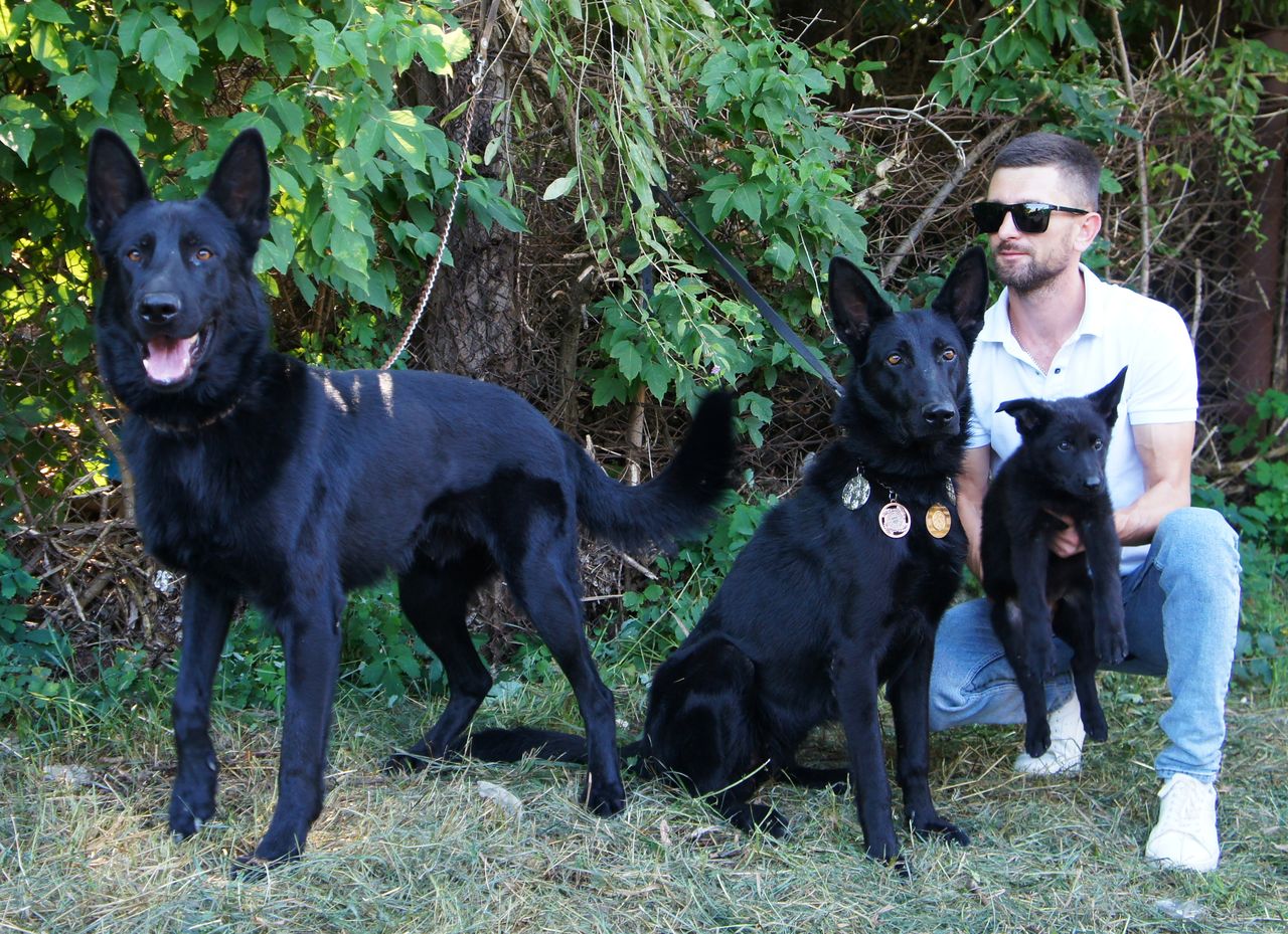 Pui de Ciobanesc German negru