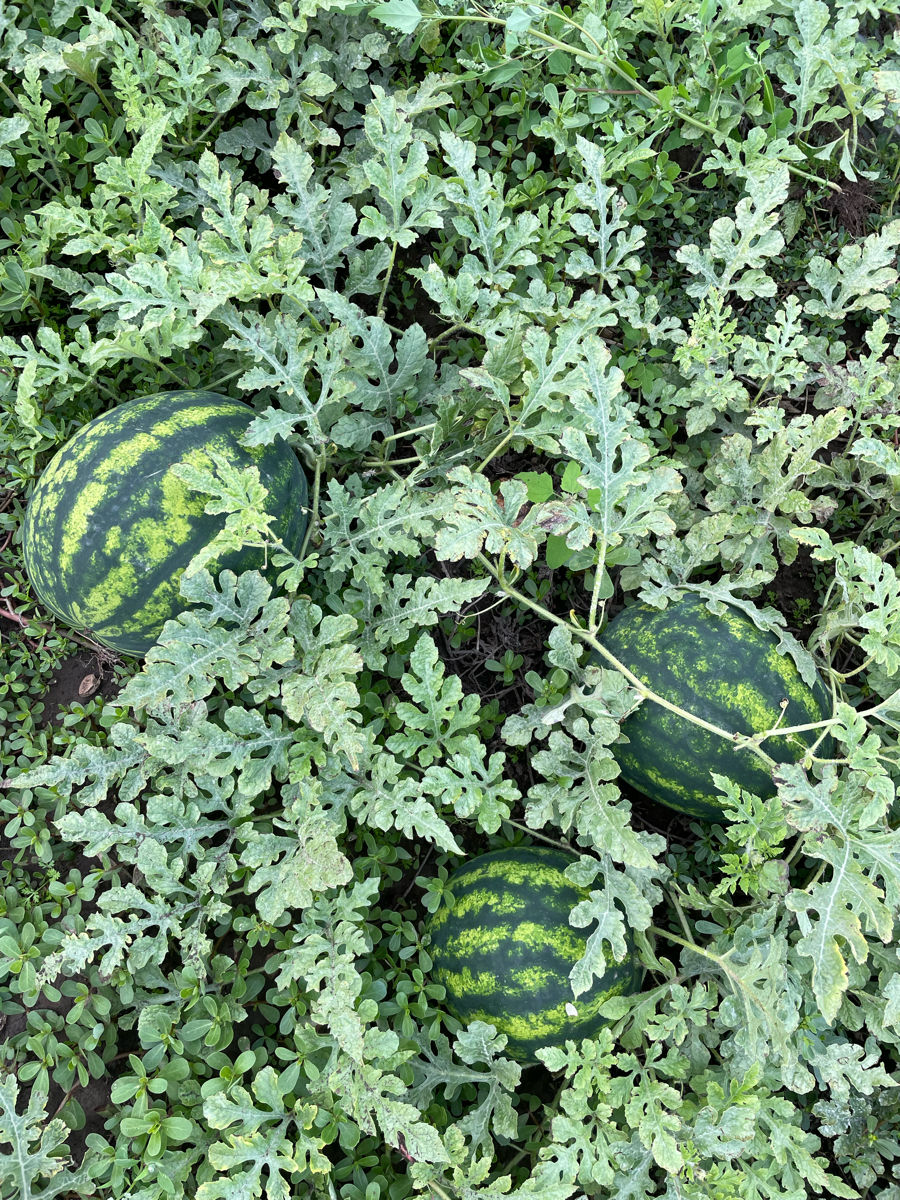 Vind harbuz pentru murat ecologic