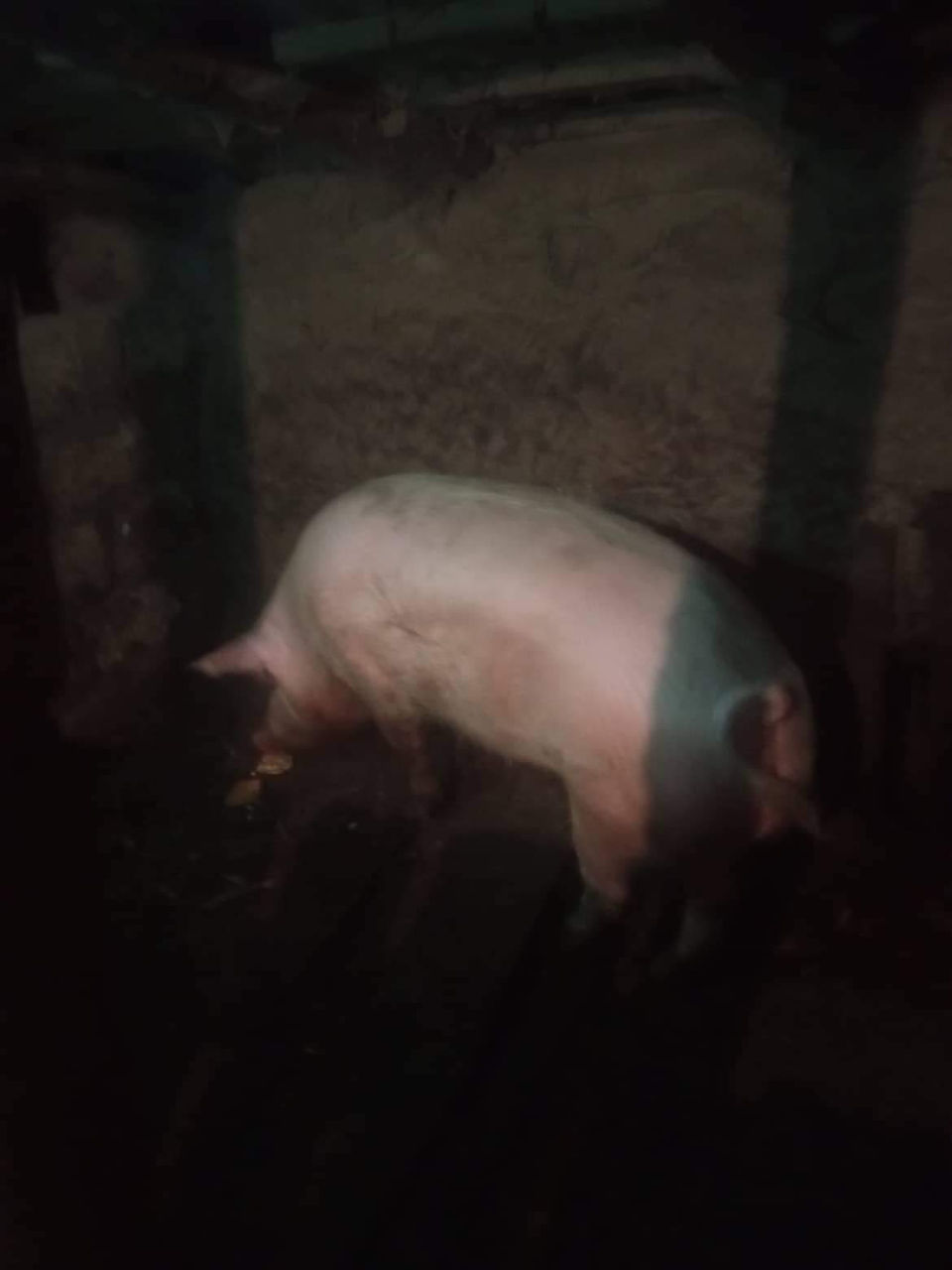 Vînd un porc crescut în condiții de casă