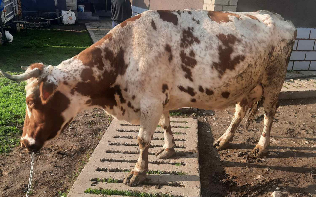 Se vinde Vaca si Vitica