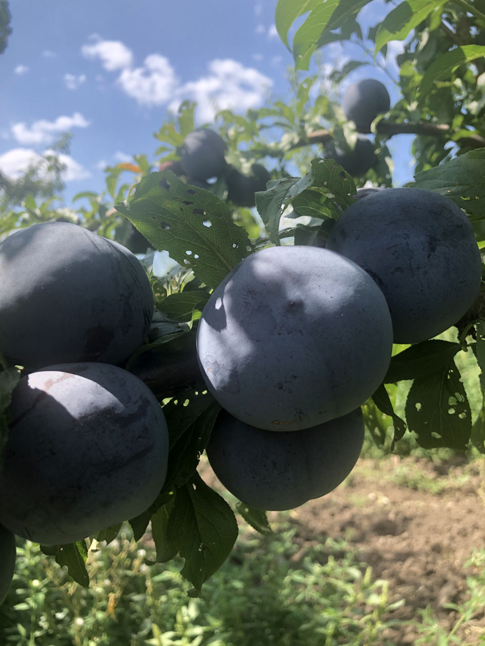 Vind prune Angelino 7-8 tone