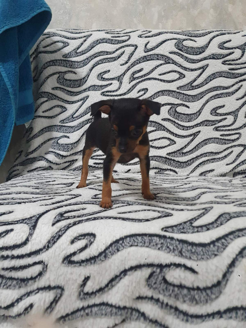 Mini toy terrier