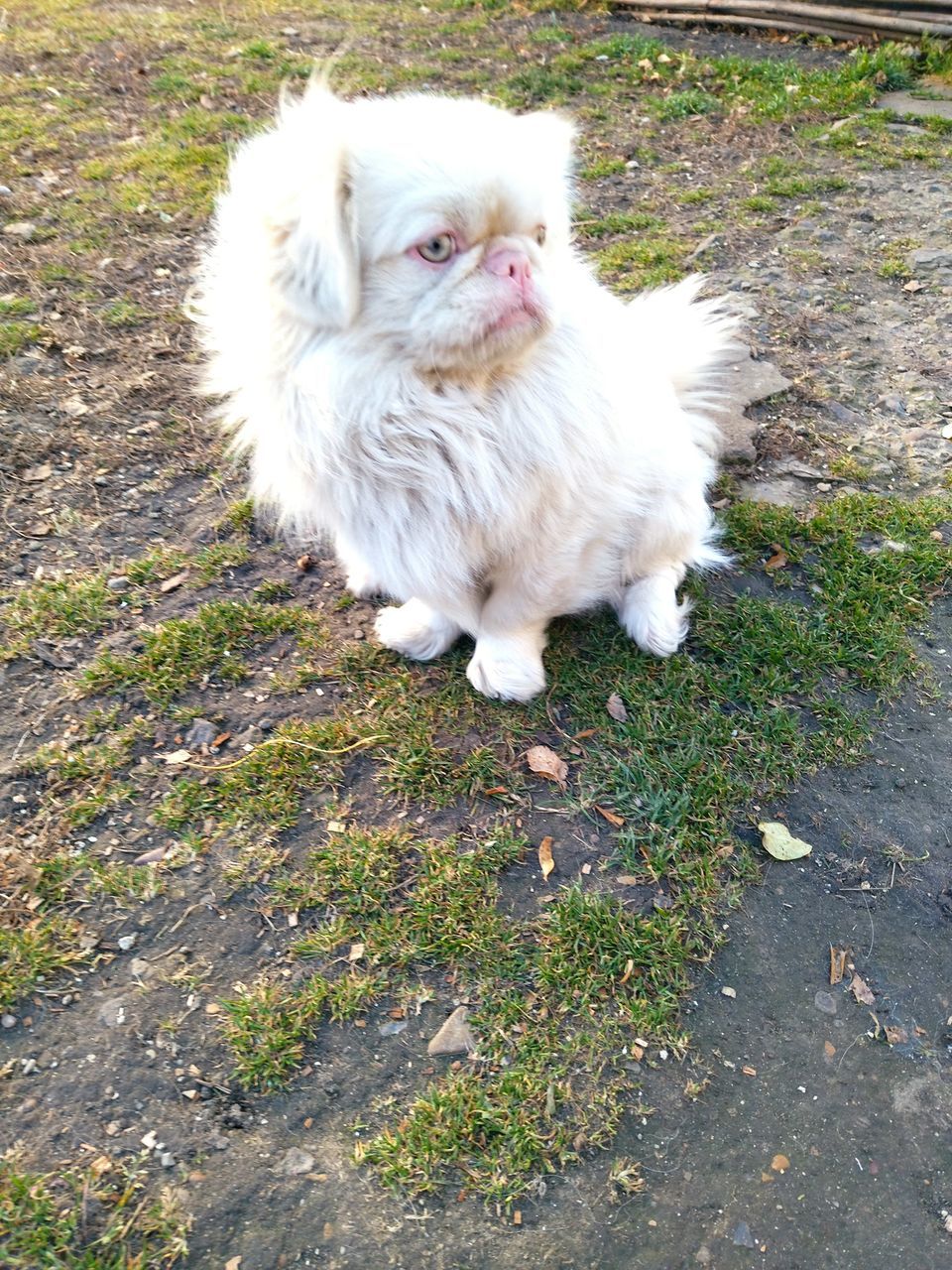 Pechinez la împerechere!!!