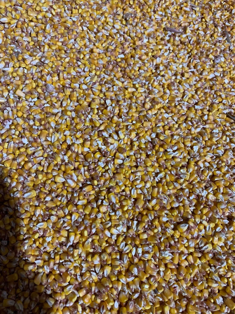 Vind porumb in saci a cite 40kg