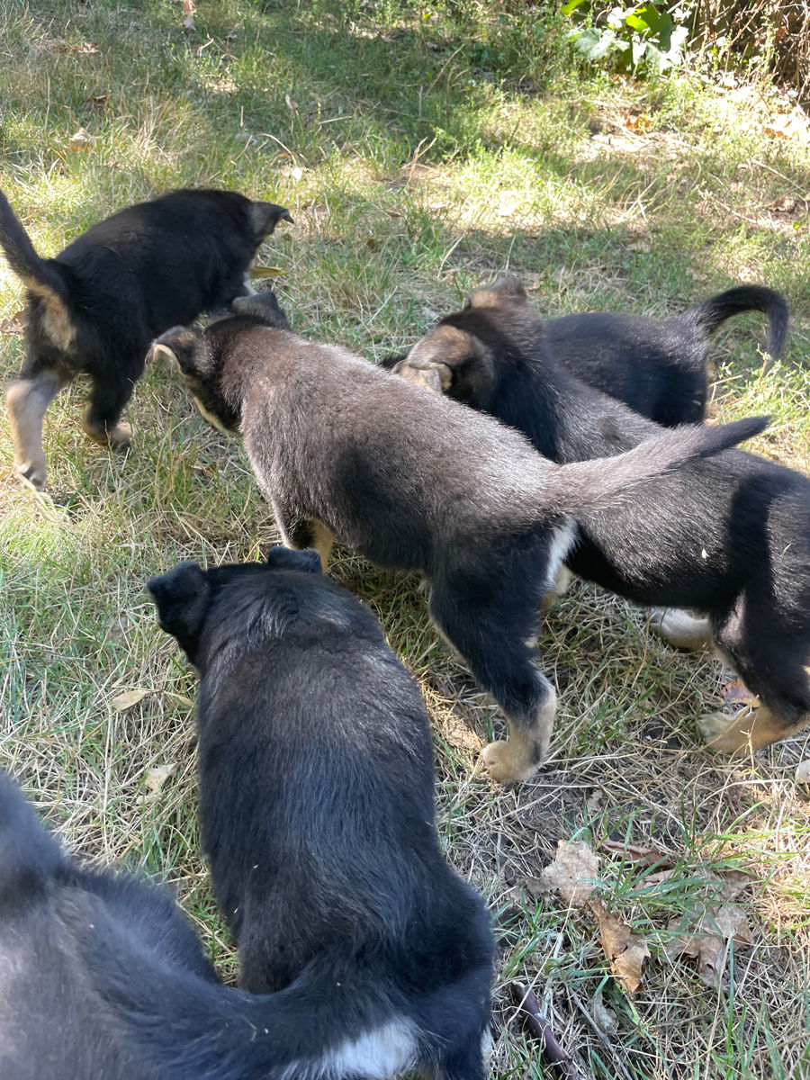 Vind catelusi de 1,5 luni ciobanesti germani