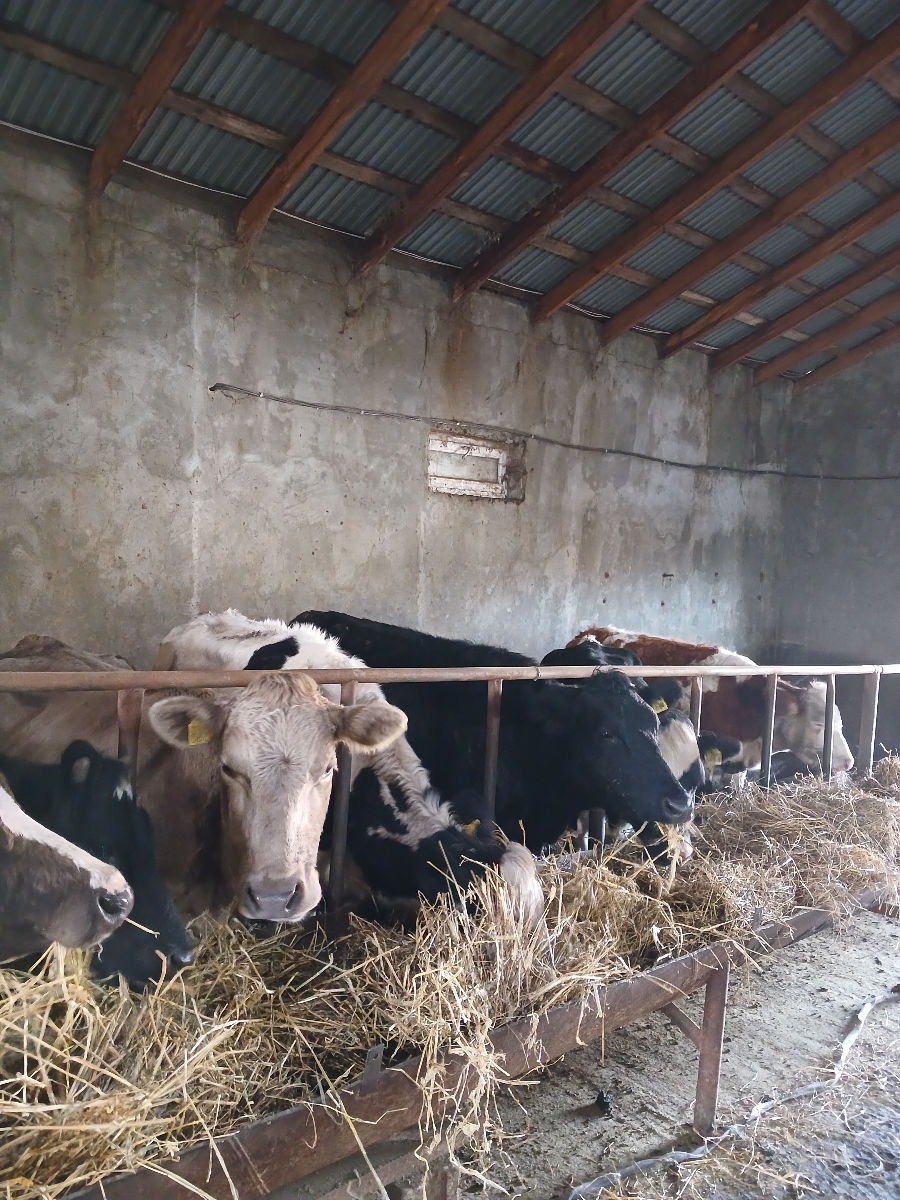 Vind junci si vaci insamintate