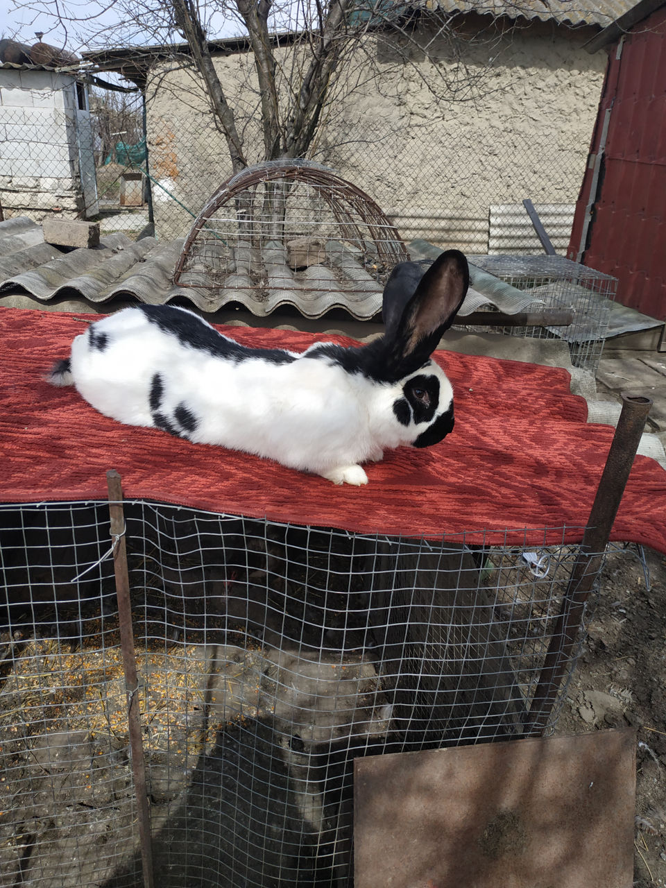 Iepuroi fluture german