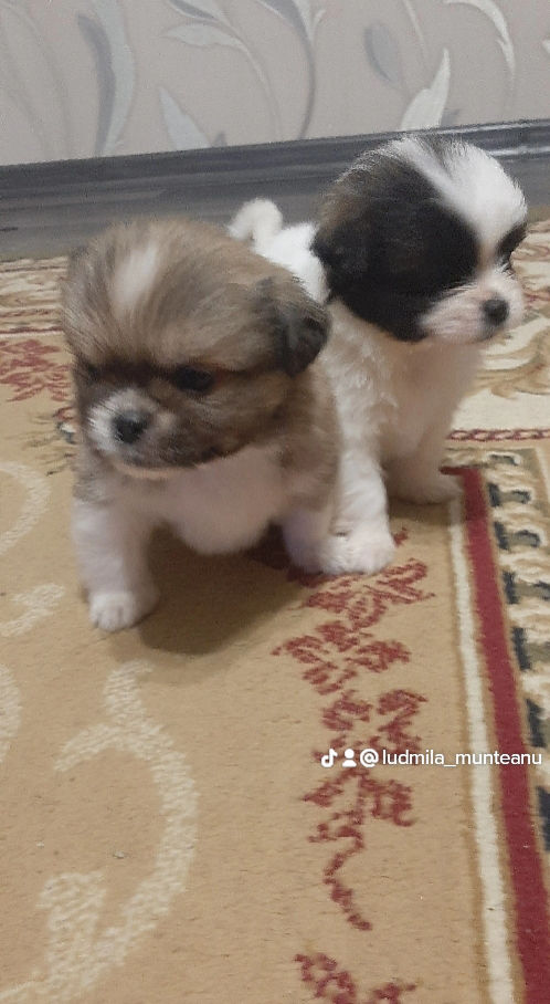 Cățeluși rasă pechinez