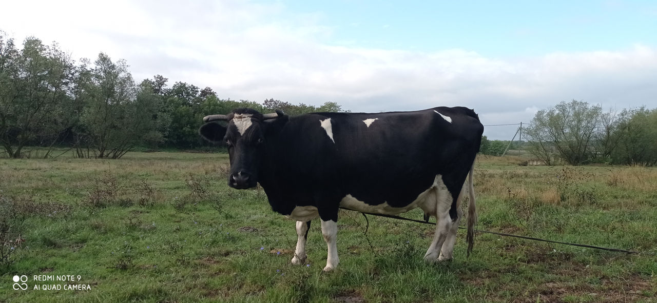 Se vinde vaca buna de lapte