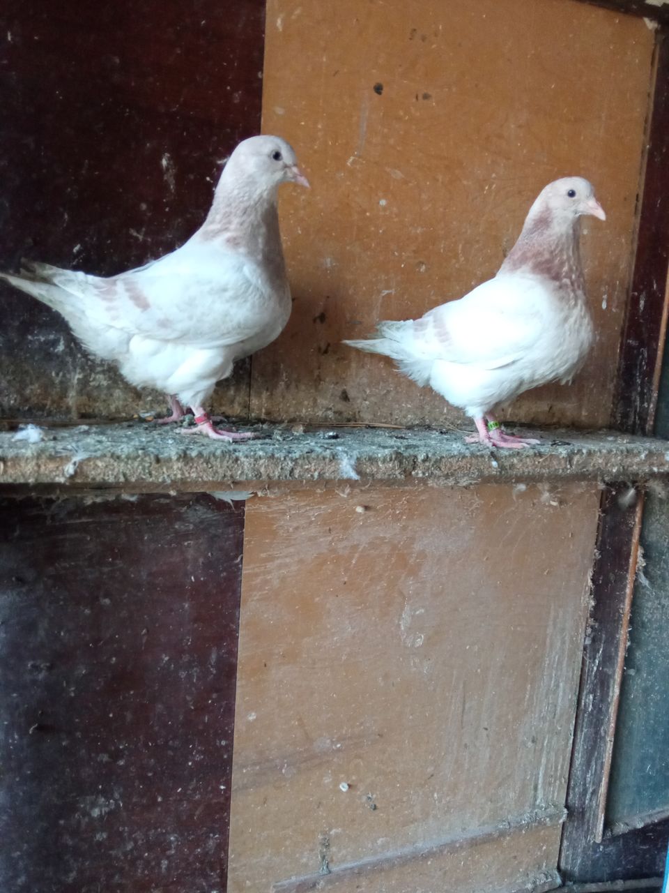 Vind pui porumbei texani, poștași galbeni, gusati Pomeramia.