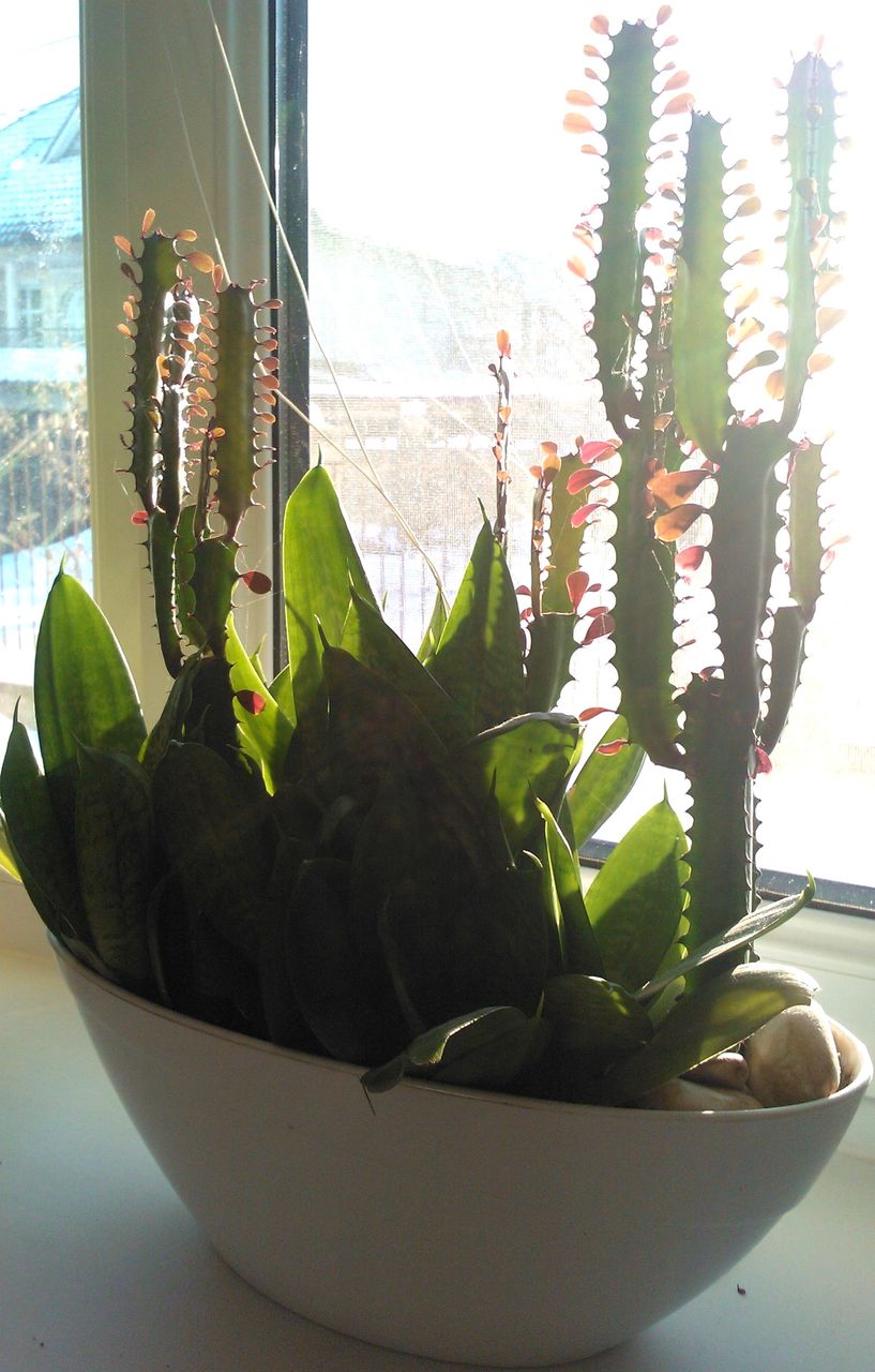 Flori de camera la jumate de pret: Dracena, Ficus, Cactus, Anthurium ...