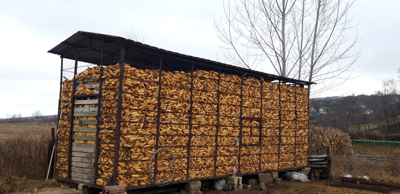 Vind porumb in stiulete