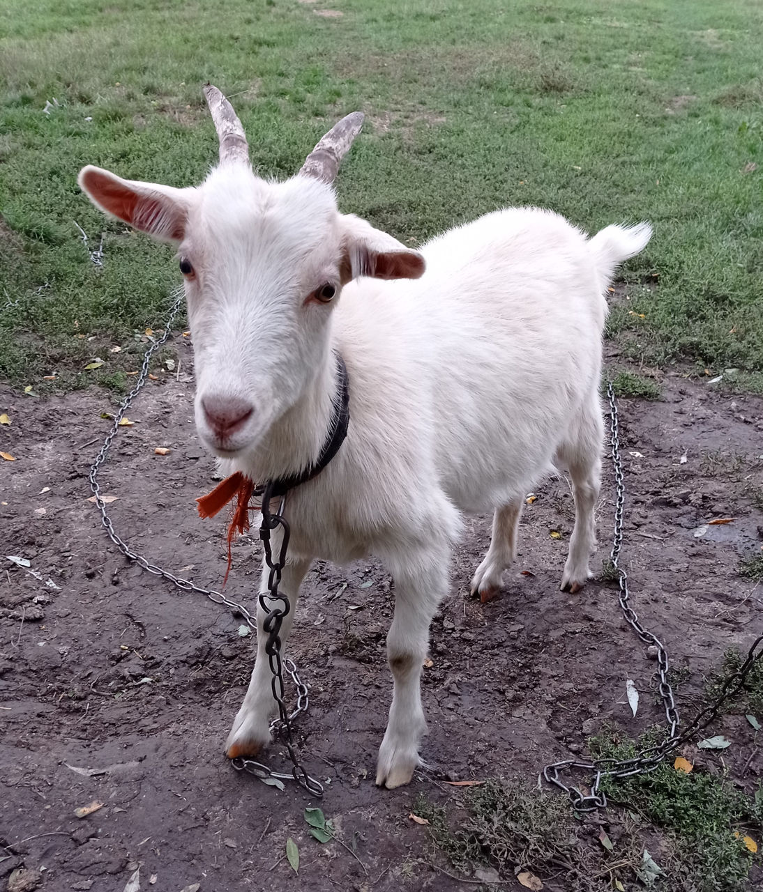 caprita tinara 6 luni