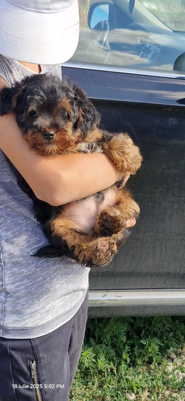 Vand 2 catelusi pudel