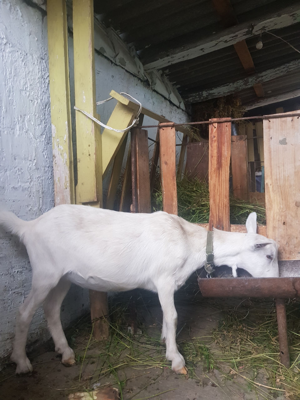 Vind capre de rasă pură Saanen si lamancea. 200 euro de cap