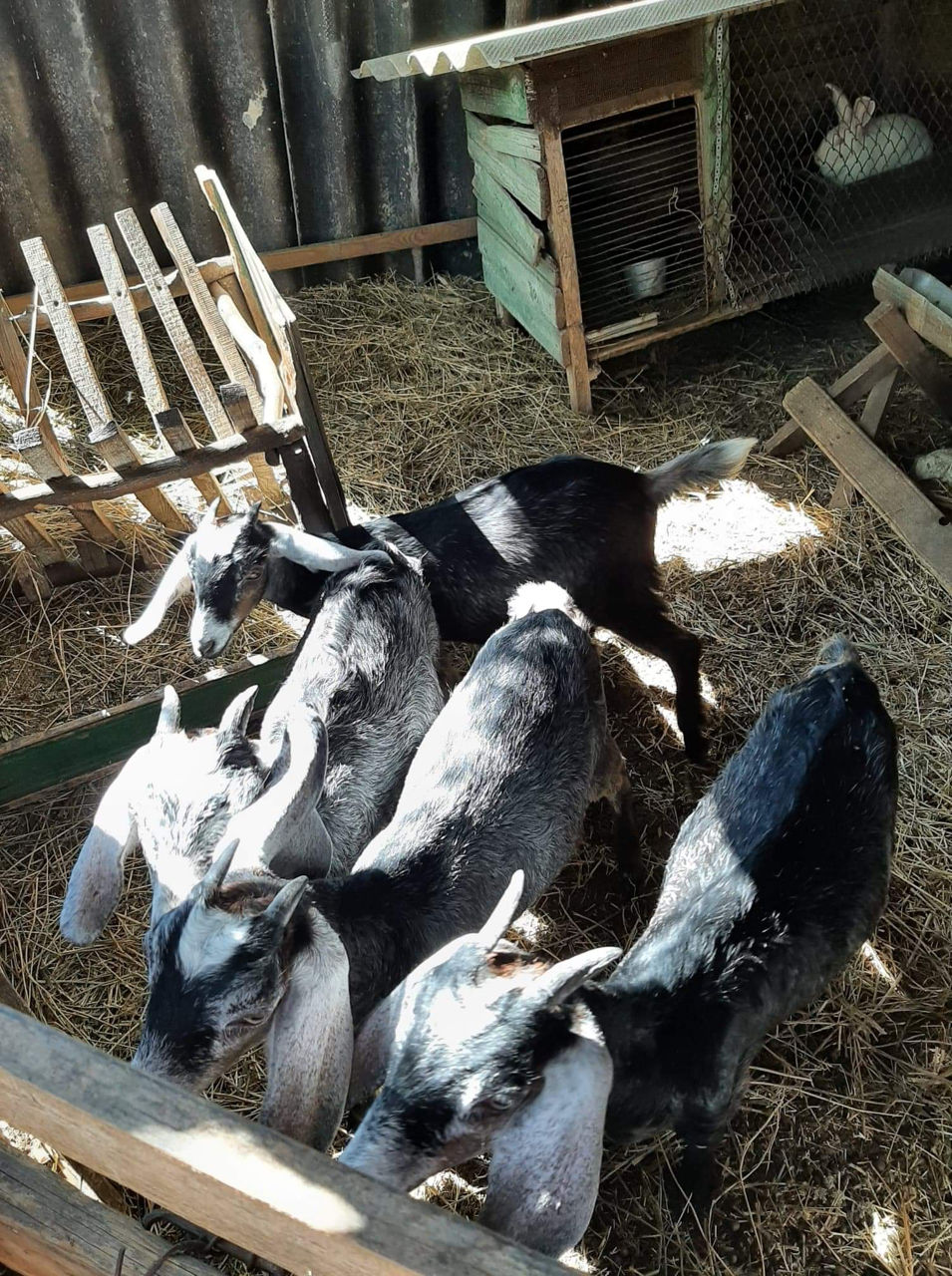 Vindem capre anglonubiene