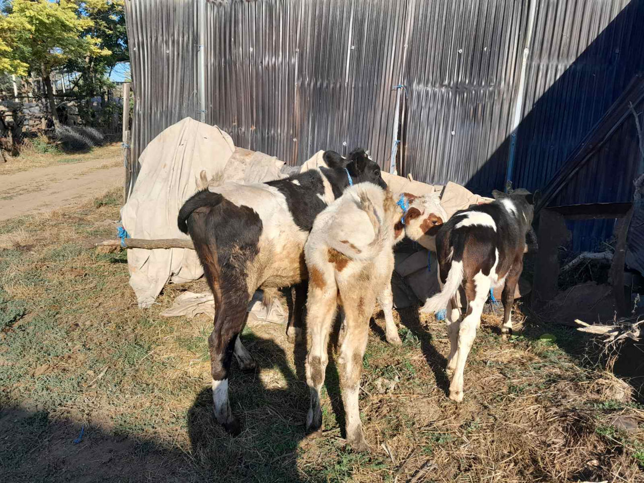 vind 2 vitei si 1 vitica