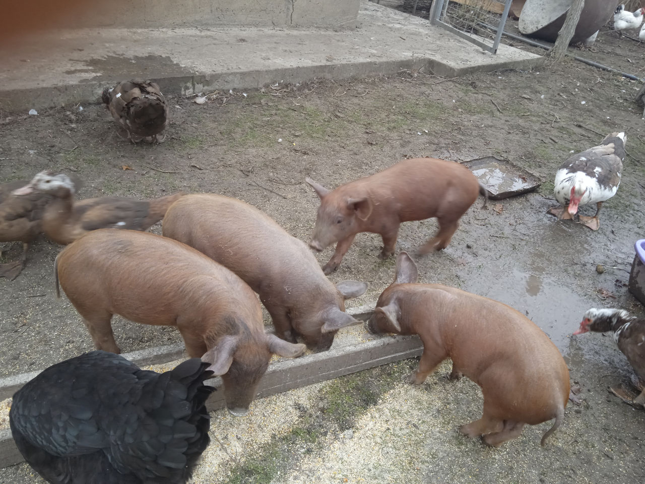 Vindem purcei de carne, de rasă Diureoc cu Petrean