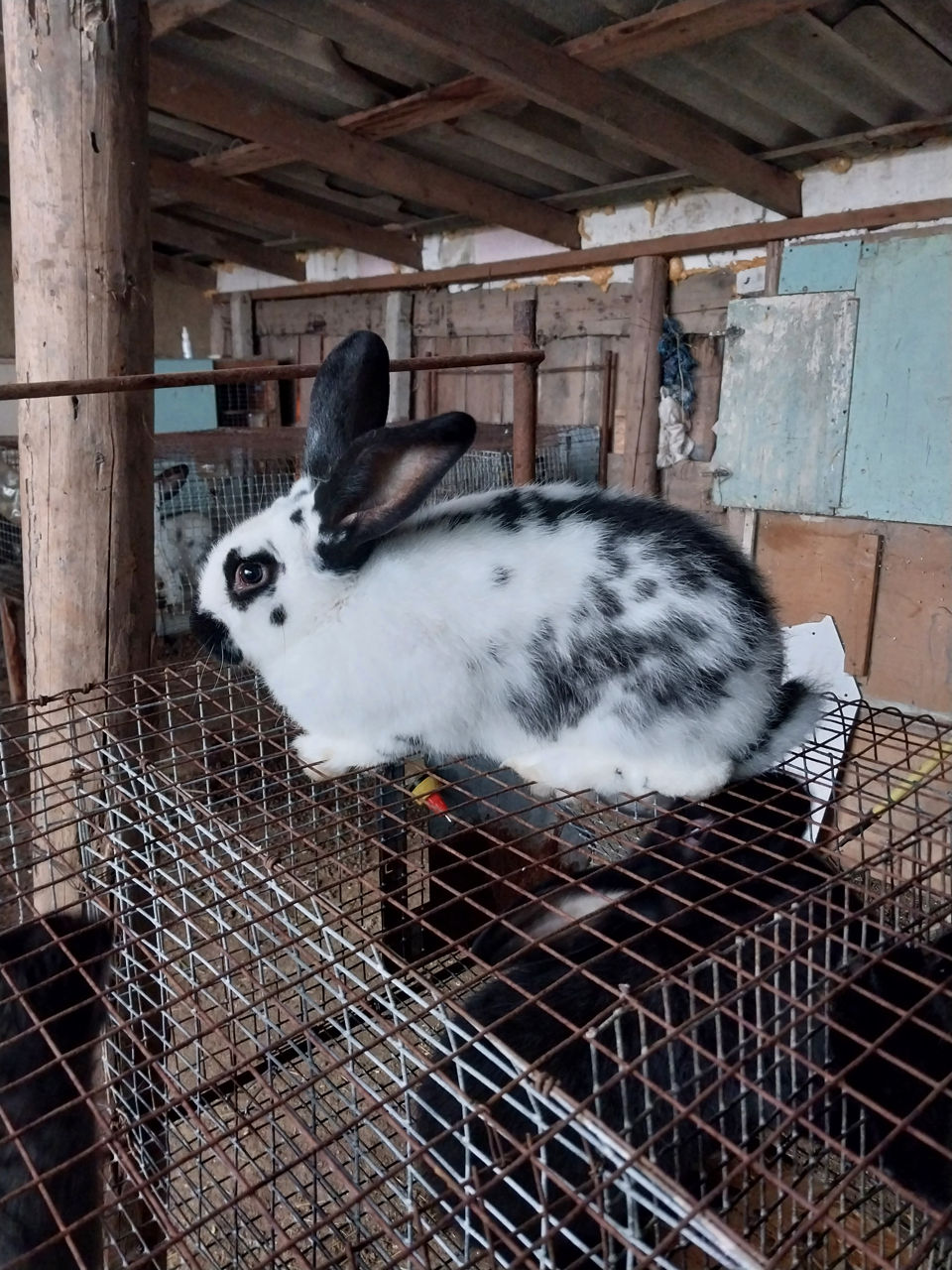 Iepuri de 3 luni jumate