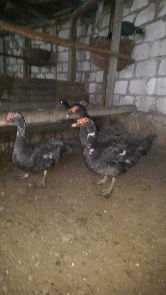 Bibilici, picheri, tatarci si rate mute