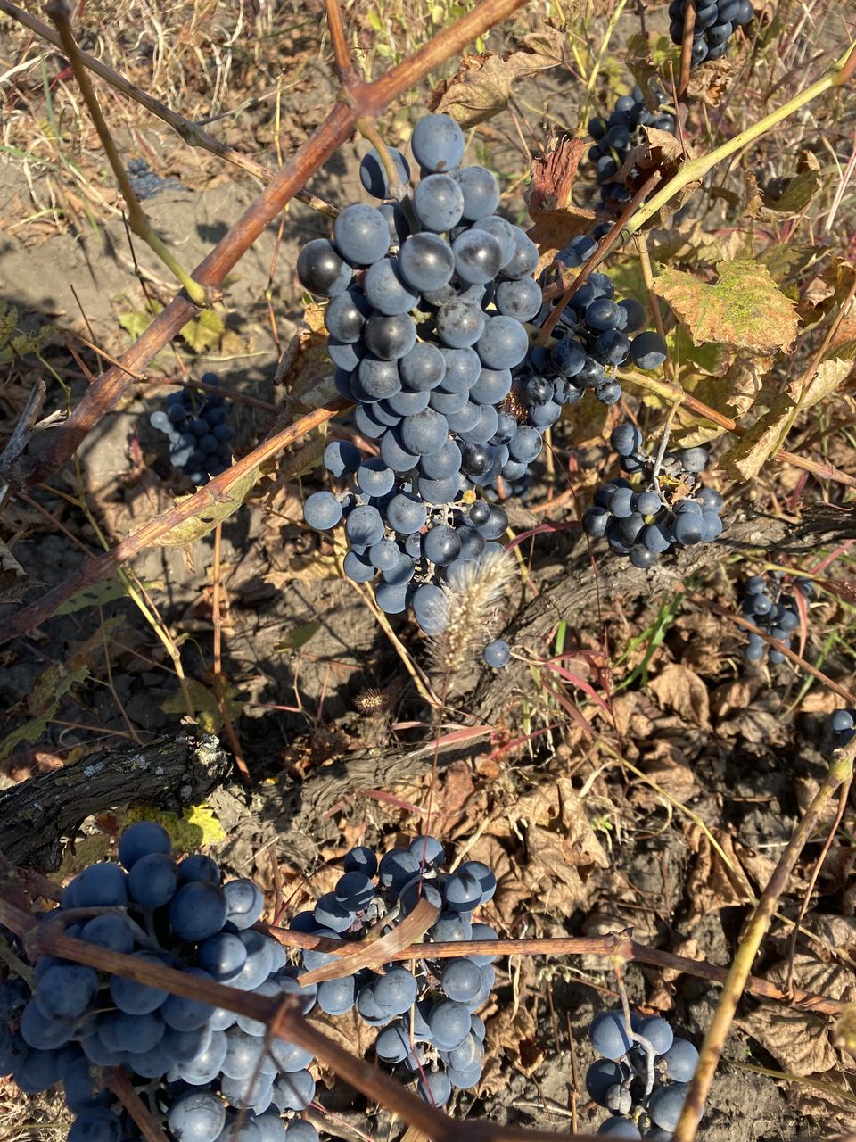 Vând poama pentru vin