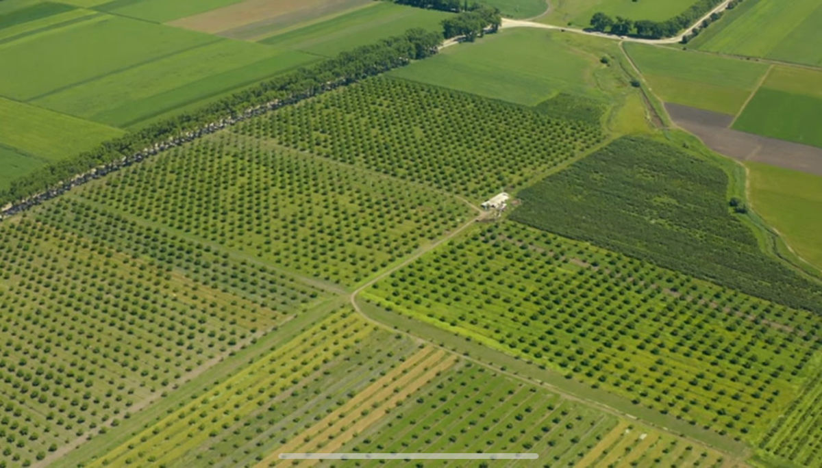 Se vinde 68hectare consolidate raionul Edinet livada de nuc