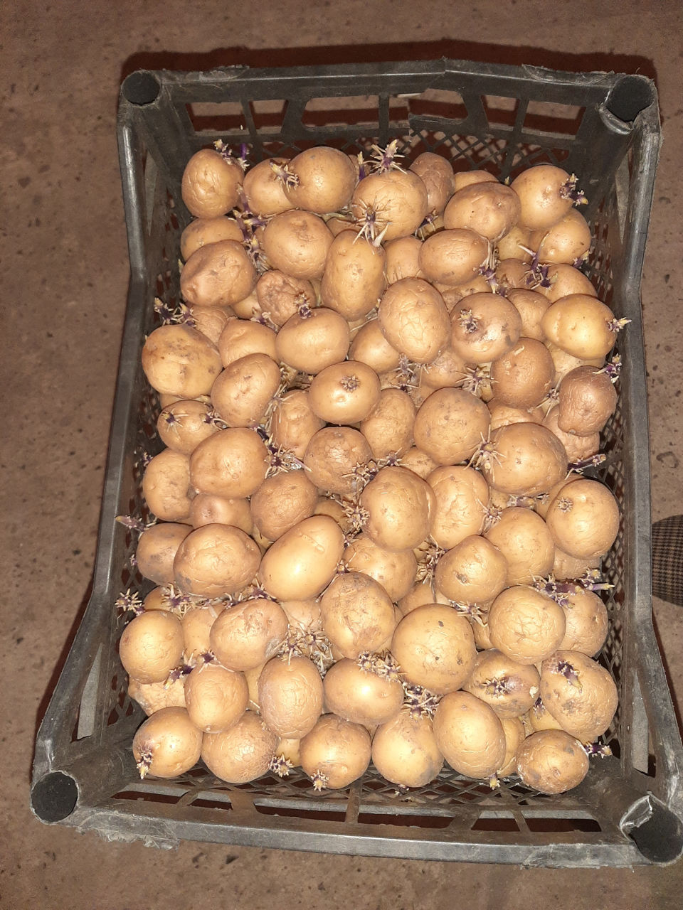 Vînd cartofi de sămînță riviera