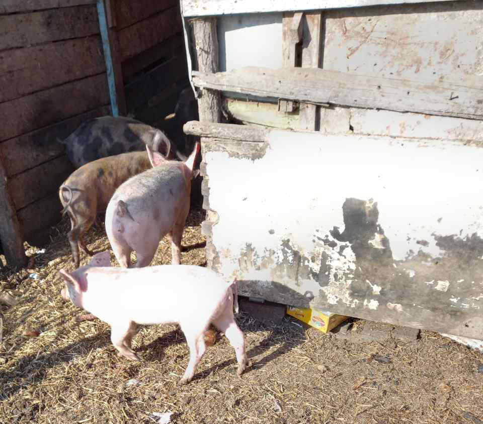 Vind purcei de carne ,purcelele cite 2000lei ,vierul 3000lei