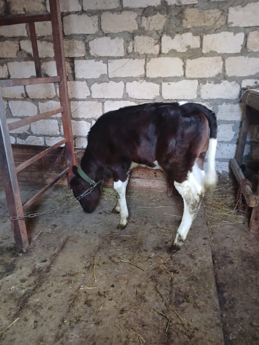 Se vinde vitika de 2 luni din vaca buna