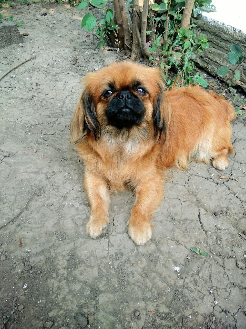 Catei de rasa pechinez