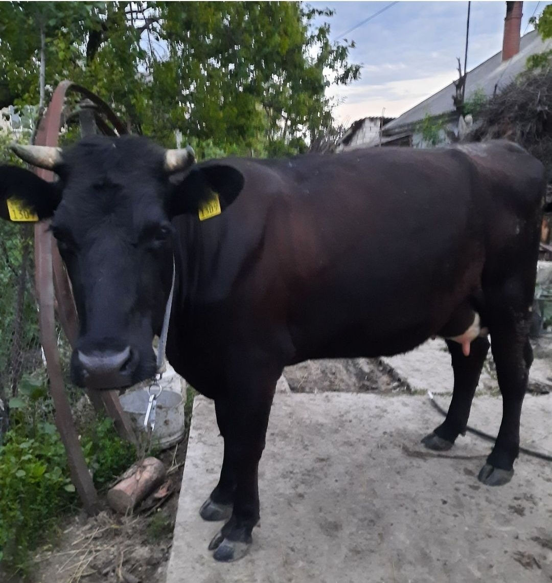 Vînd vițica/ Продаю тёлку (vaca)